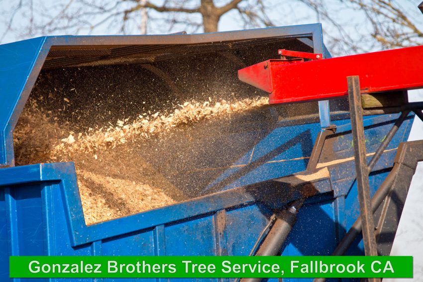 Tree Services in Temecula and San Diego County - Gonzalez Brothers Tree Service