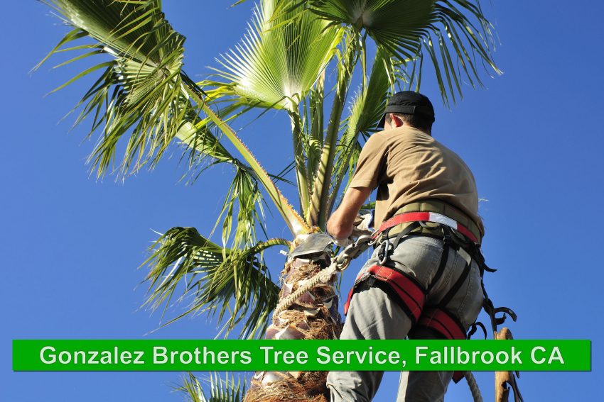 Tree Services in Temecula and San Diego County - Gonzalez Brothers Tree Service