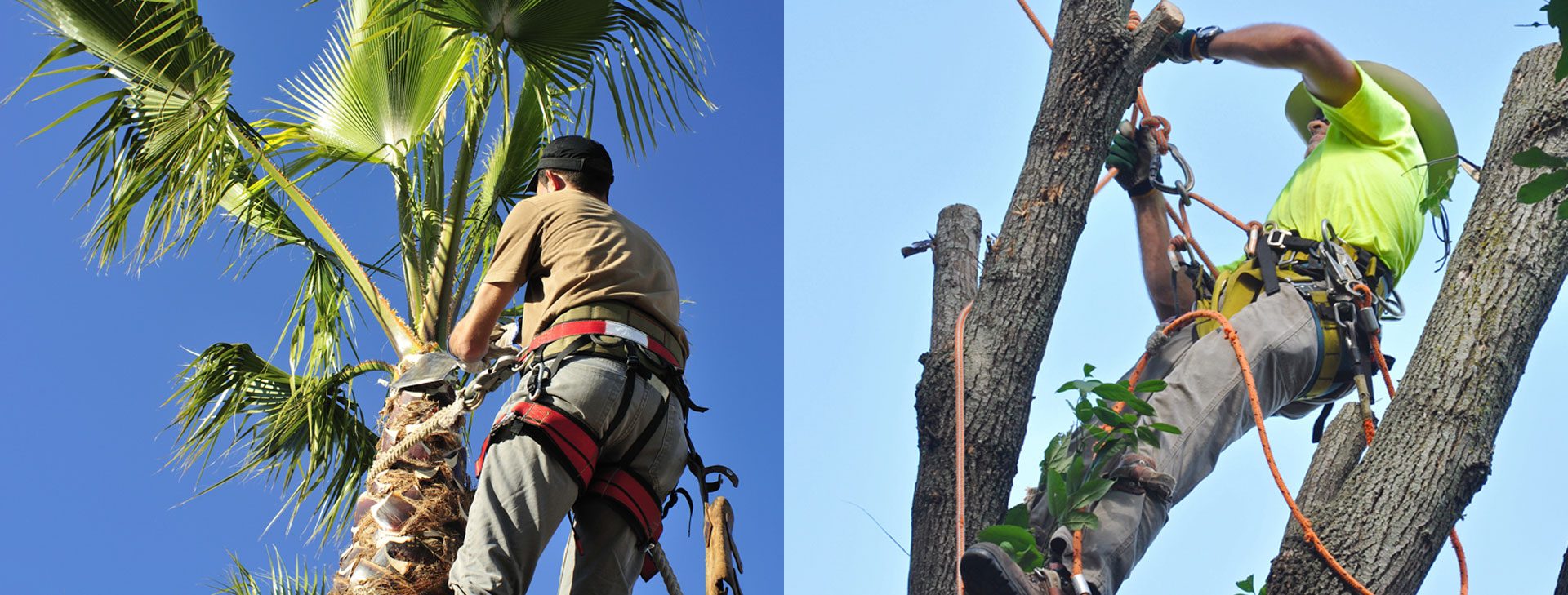 Tree Services in Temecula and San Diego County - Gonzalez Brothers Tree Service