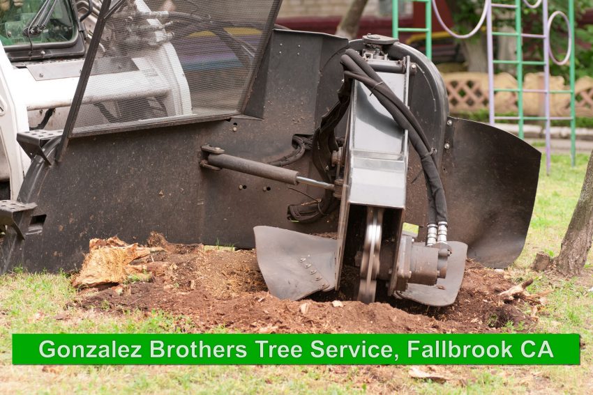 Tree Services in Temecula and San Diego County - Gonzalez Brothers Tree Service