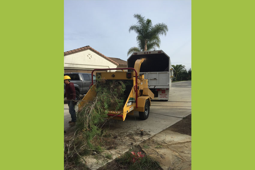 Pictures - Gonzalez Brothers Tree Service