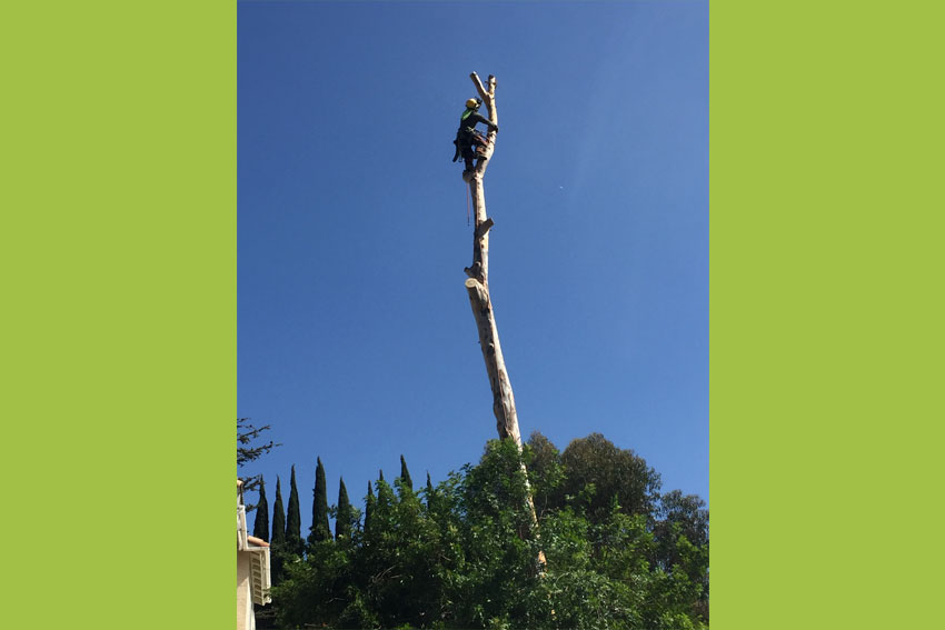 Pictures - Gonzalez Brothers Tree Service