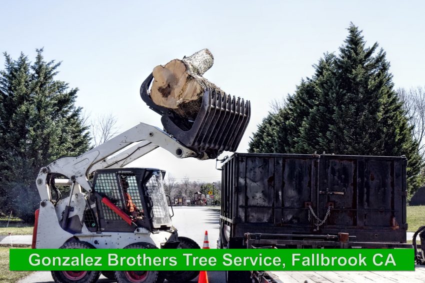 Tree Services in Temecula and San Diego County - Gonzalez Brothers Tree Service